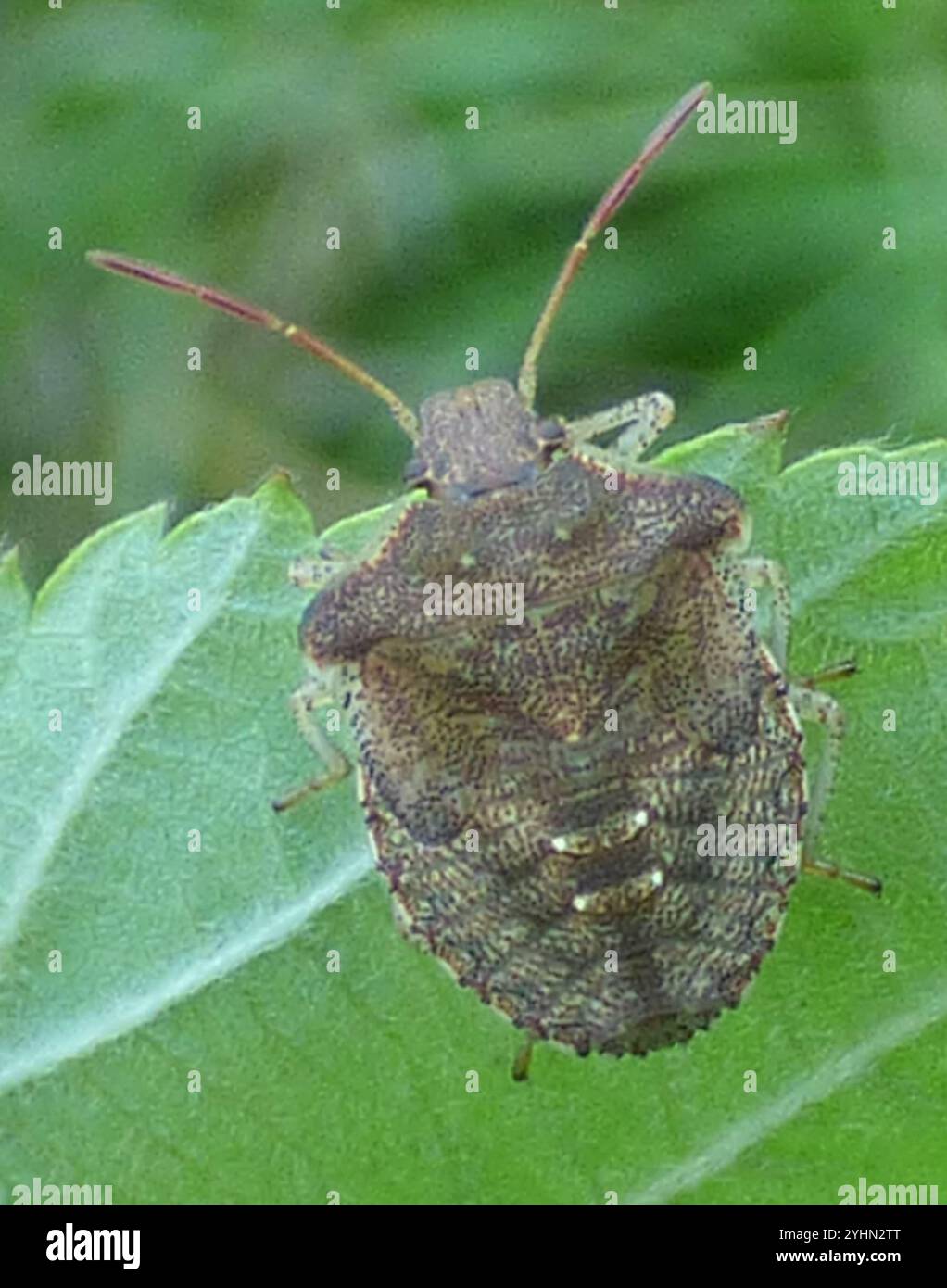 Brown Stink Bugs (Euschistus Stock Photo - Alamy