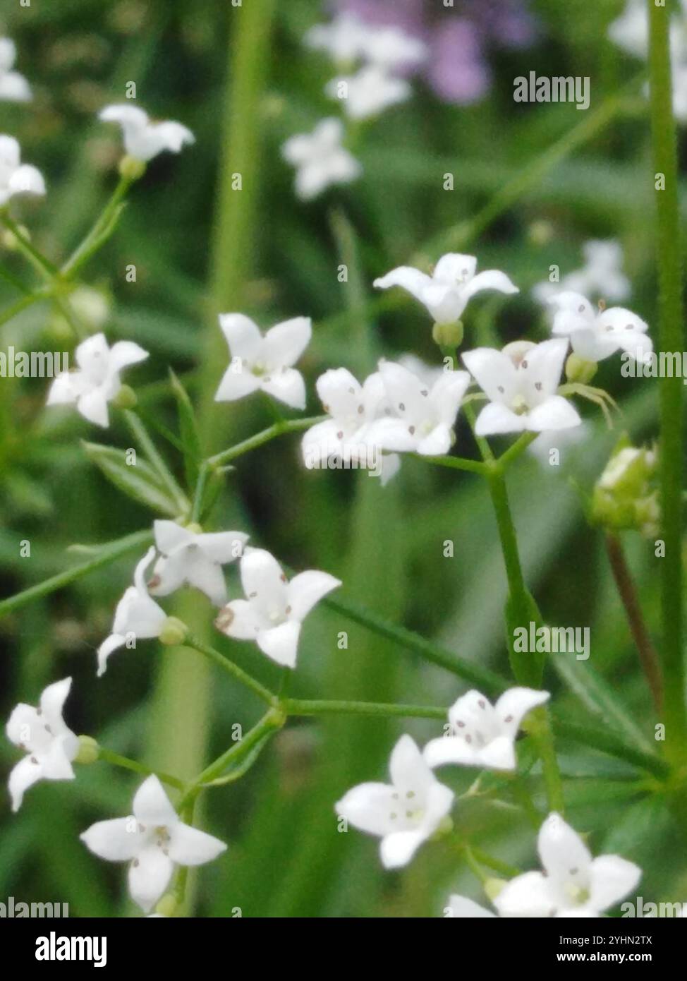 River Bedstraw (Galium rivale Stock Photo - Alamy