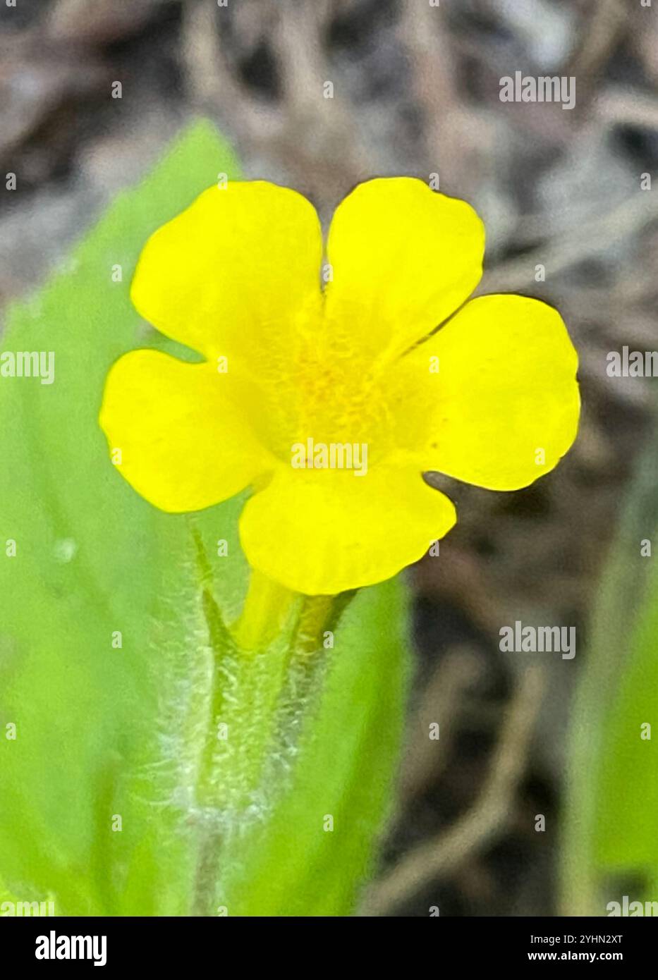 wing-leaf monkeyflower (Erythranthe ptilota Stock Photo - Alamy