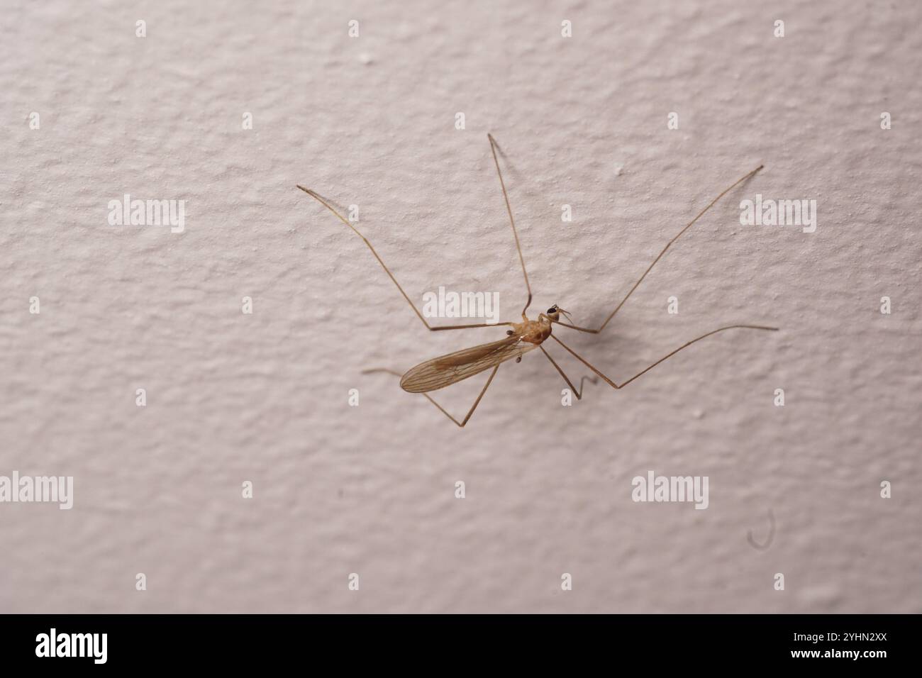 Crane Flies (Tipulomorpha Stock Photo - Alamy