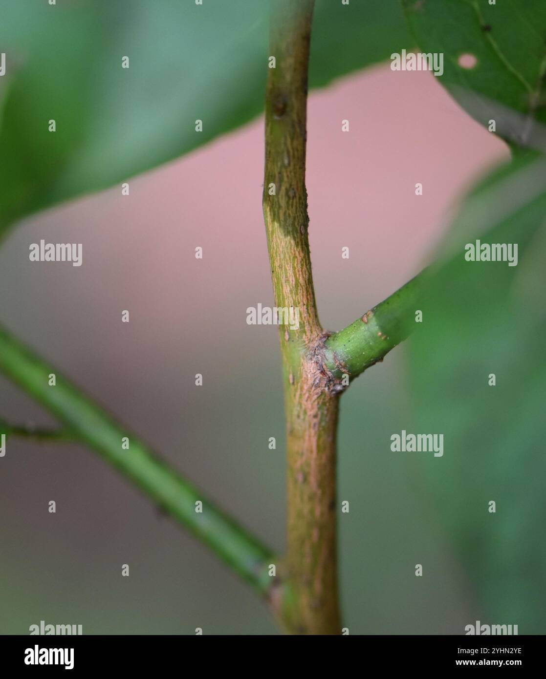 heath family (Ericaceae Stock Photo - Alamy