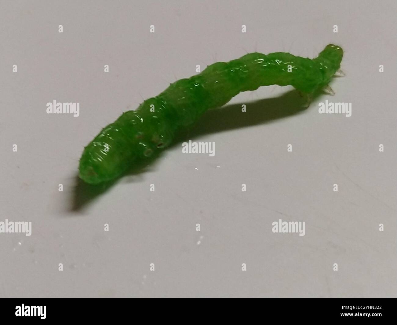 Plusiine hi-res stock photography and images - Alamy