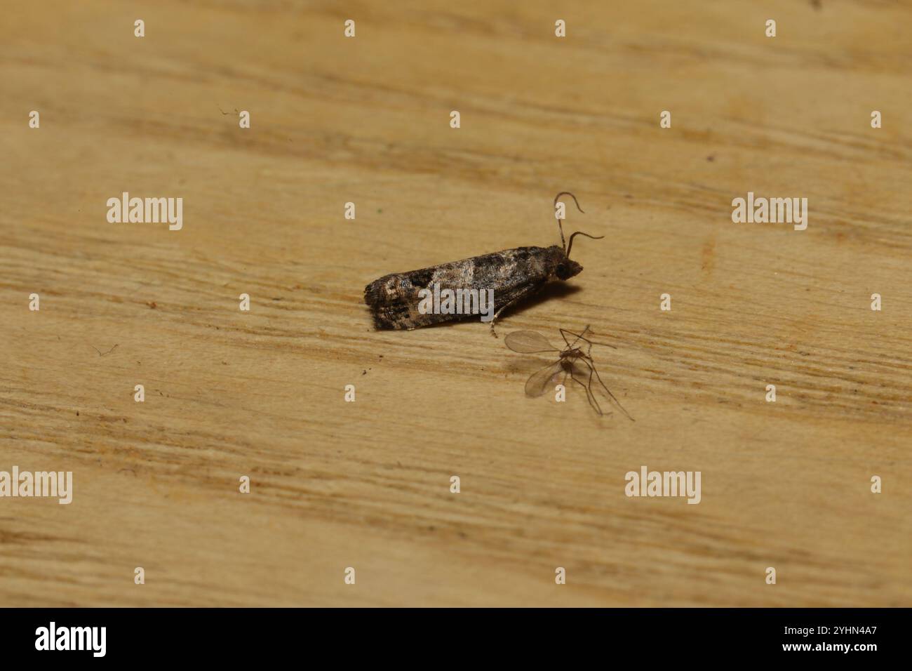 Spilonota hi-res stock photography and images - Alamy