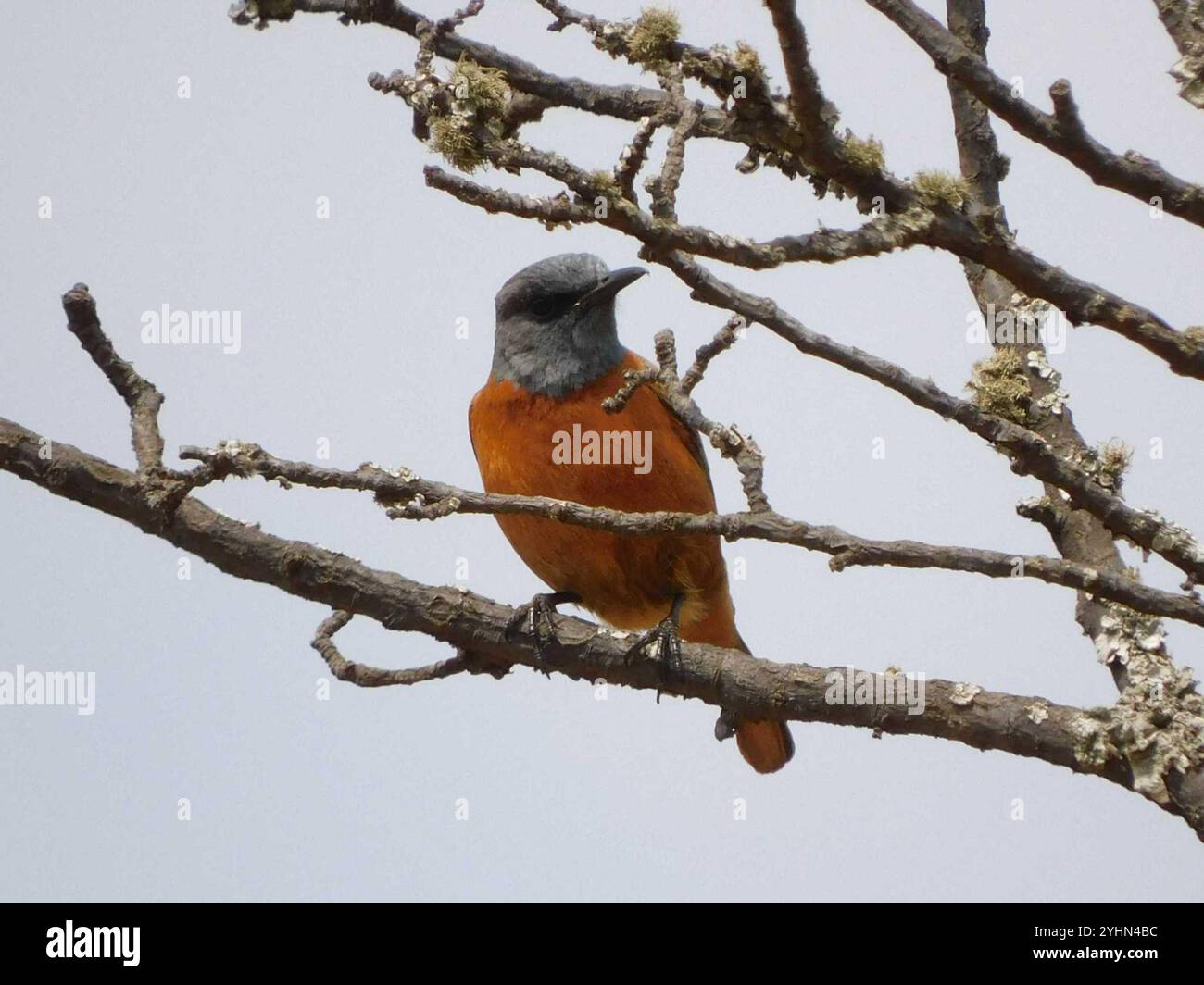Cape Rock-Thrush (Monticola rupestris Stock Photo - Alamy