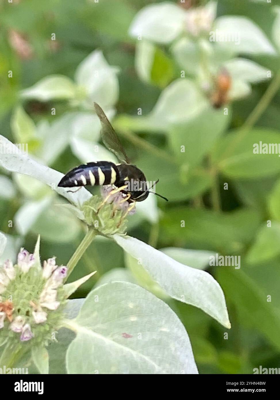 Four-banded Stink Bug Wasp (Bicyrtes quadrifasciatus Stock Photo - Alamy