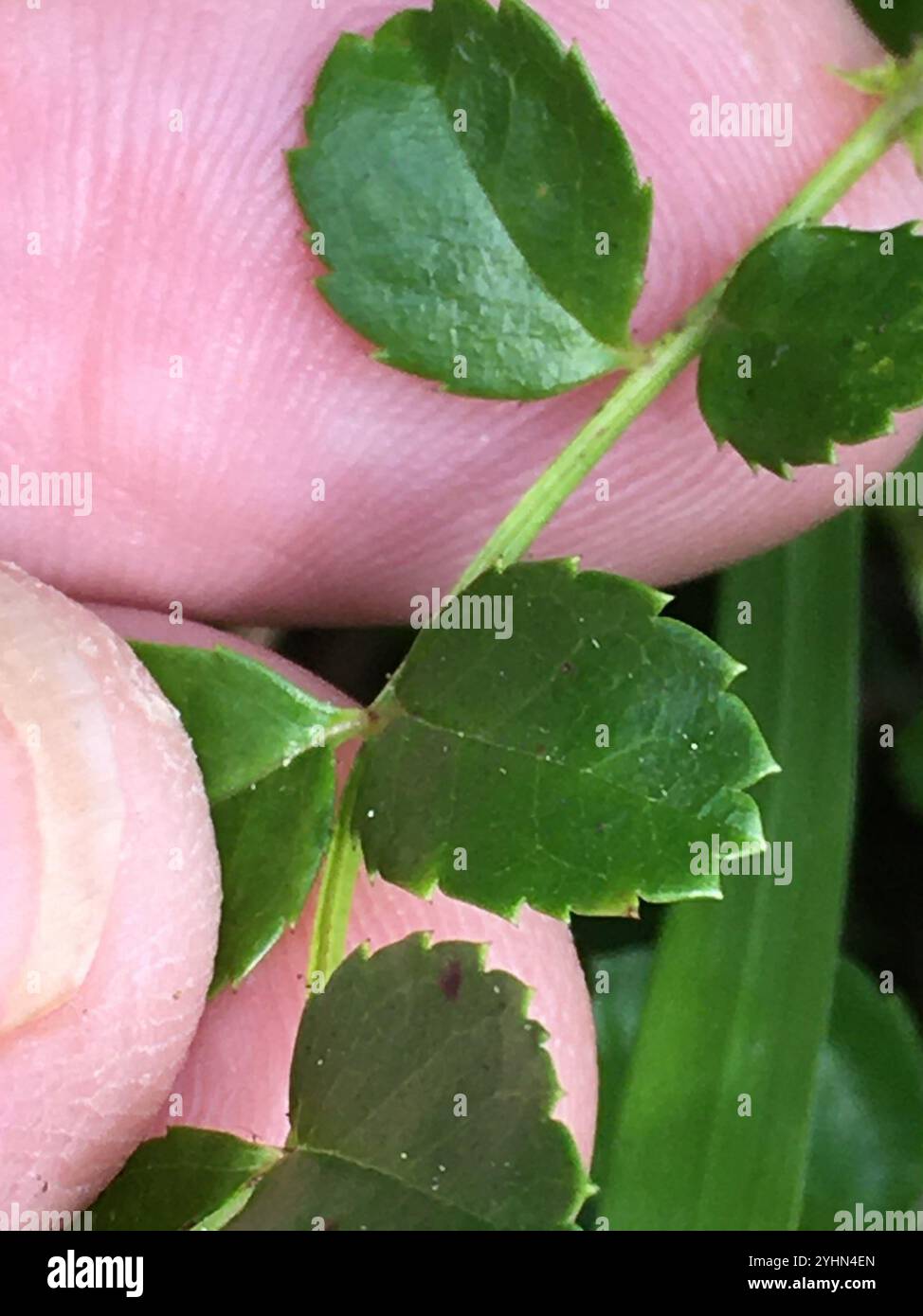 Memorial Rose (Rosa lucieae Stock Photo - Alamy