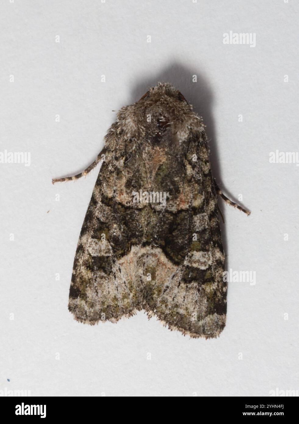 Olive Arches Moth (Lacinipolia olivacea Stock Photo - Alamy