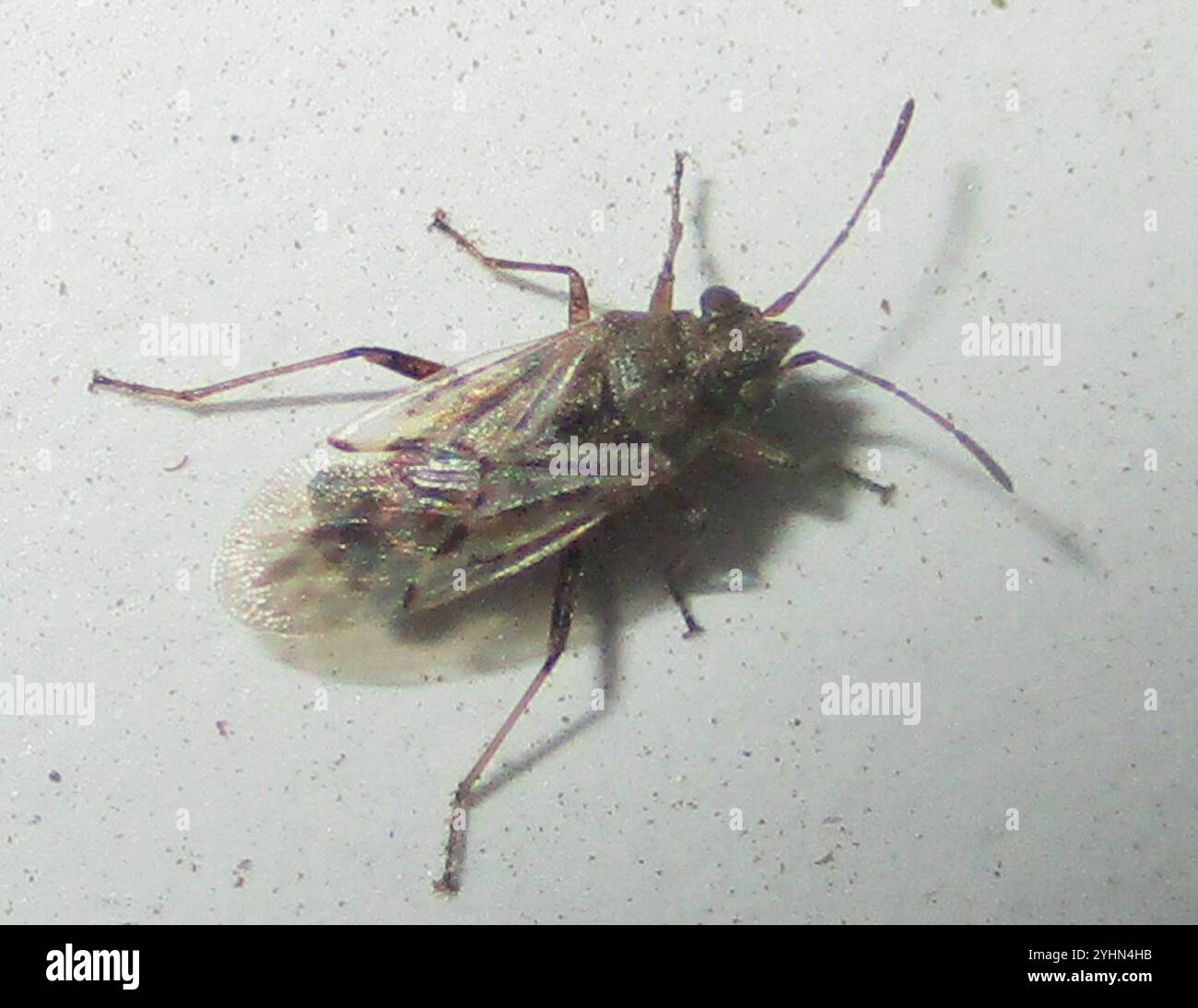 False chinch bugs (Nysius Stock Photo - Alamy
