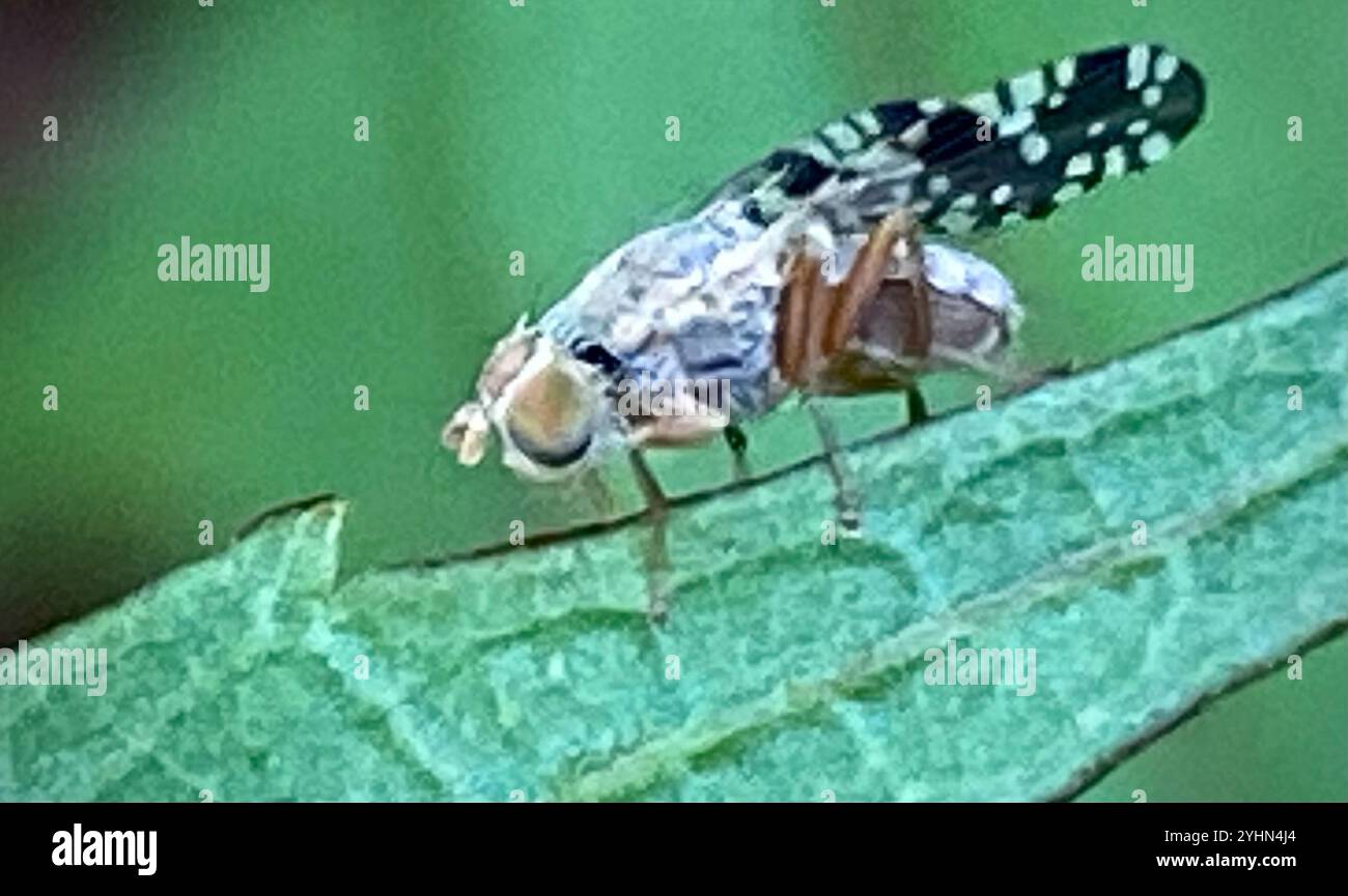 Sunflower Seed Maggot (Neotephritis finalis Stock Photo - Alamy