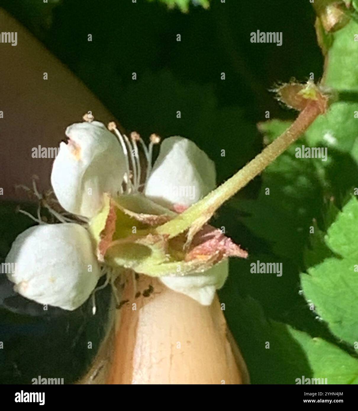 Roughfruit Raspberry (Rubus lasiococcus Stock Photo - Alamy