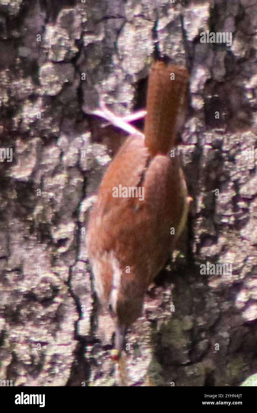 Carolina Wren (Thryothorus ludovicianus Stock Photo - Alamy