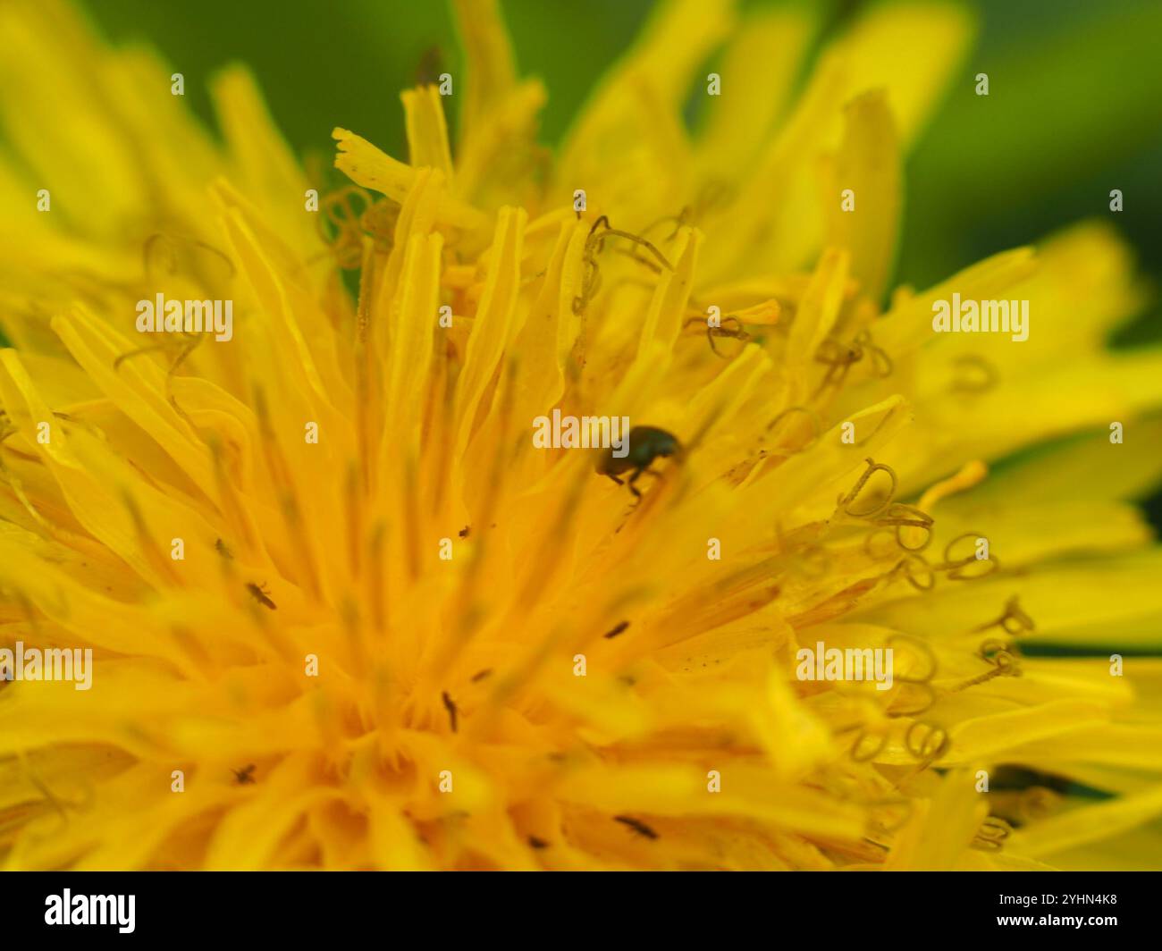 Phalacridae hi-res stock photography and images - Alamy