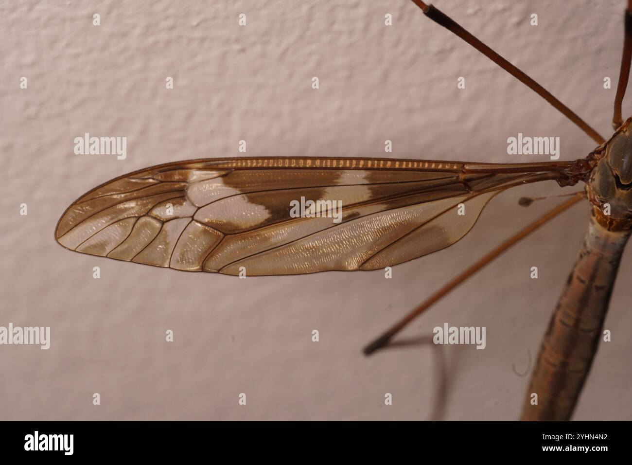 Giant cranefly (Tipula maxima Stock Photo - Alamy