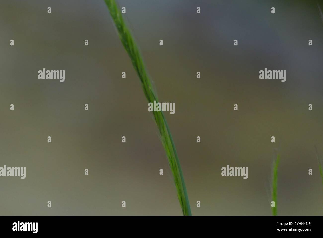rattail sixweeks grass (Festuca myuros Stock Photo - Alamy