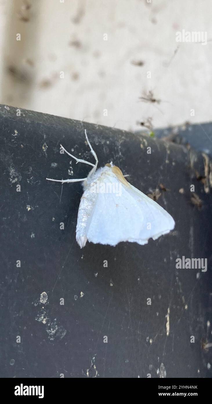 Ennomos subsignaria hi-res stock photography and images - Alamy