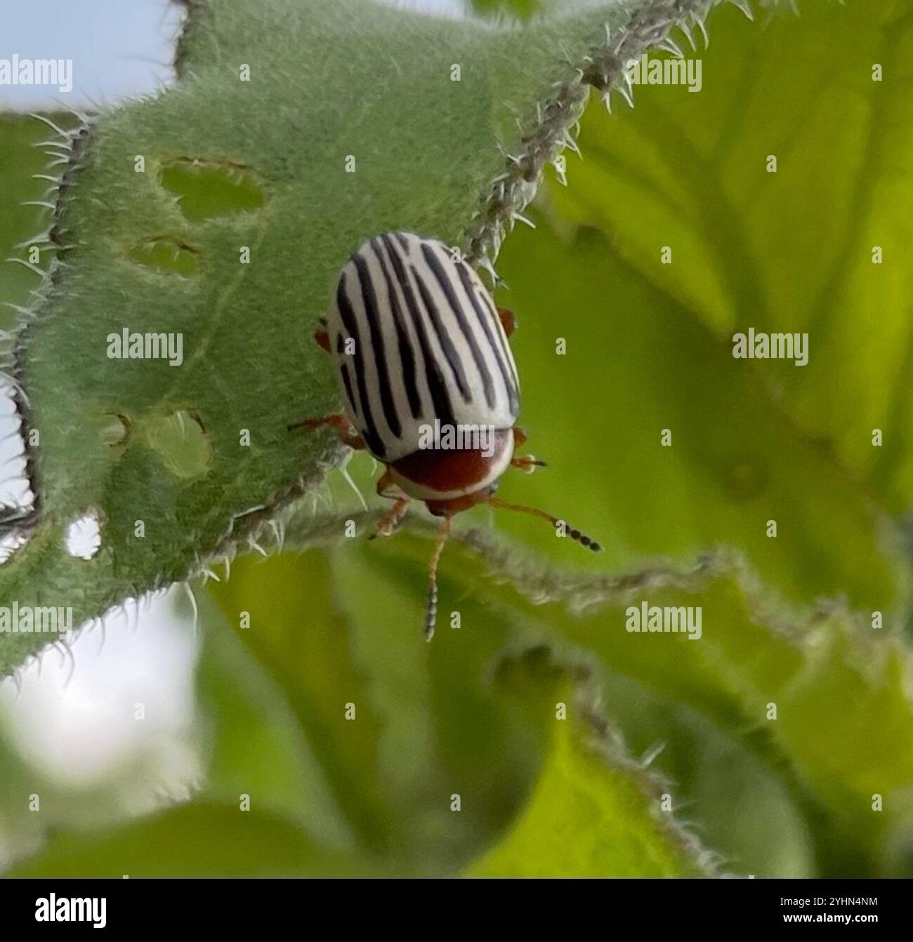 sunflower beetle (Calligrapha exclamationis Stock Photo - Alamy