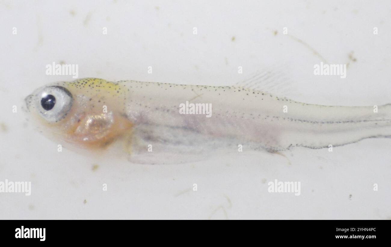 Fathead minnow hi-res stock photography and images - Alamy
