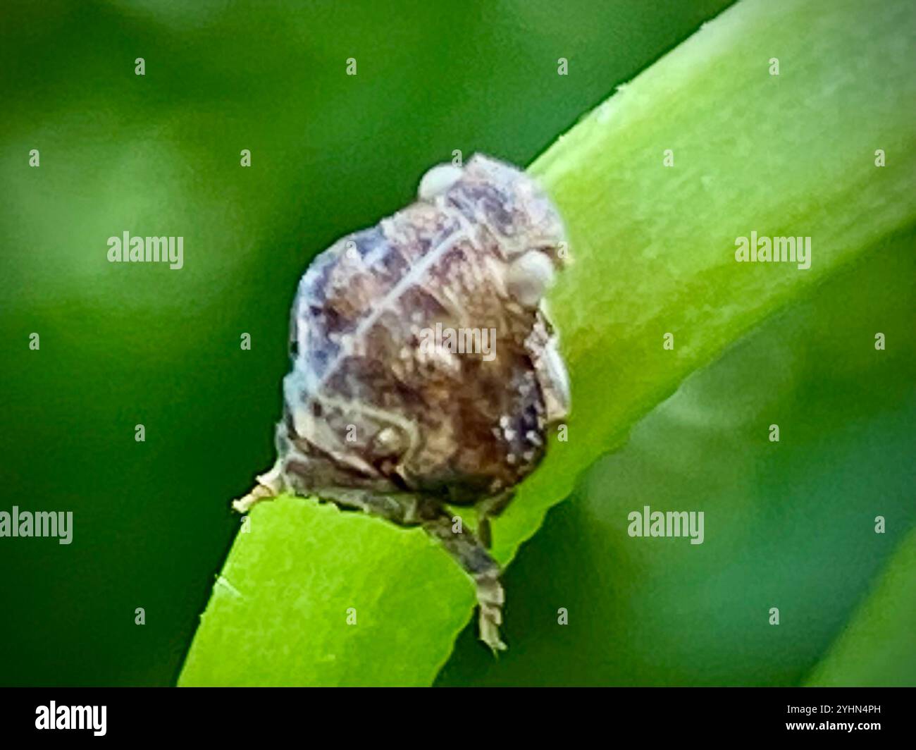 Two striped planthopper hi-res stock photography and images - Alamy