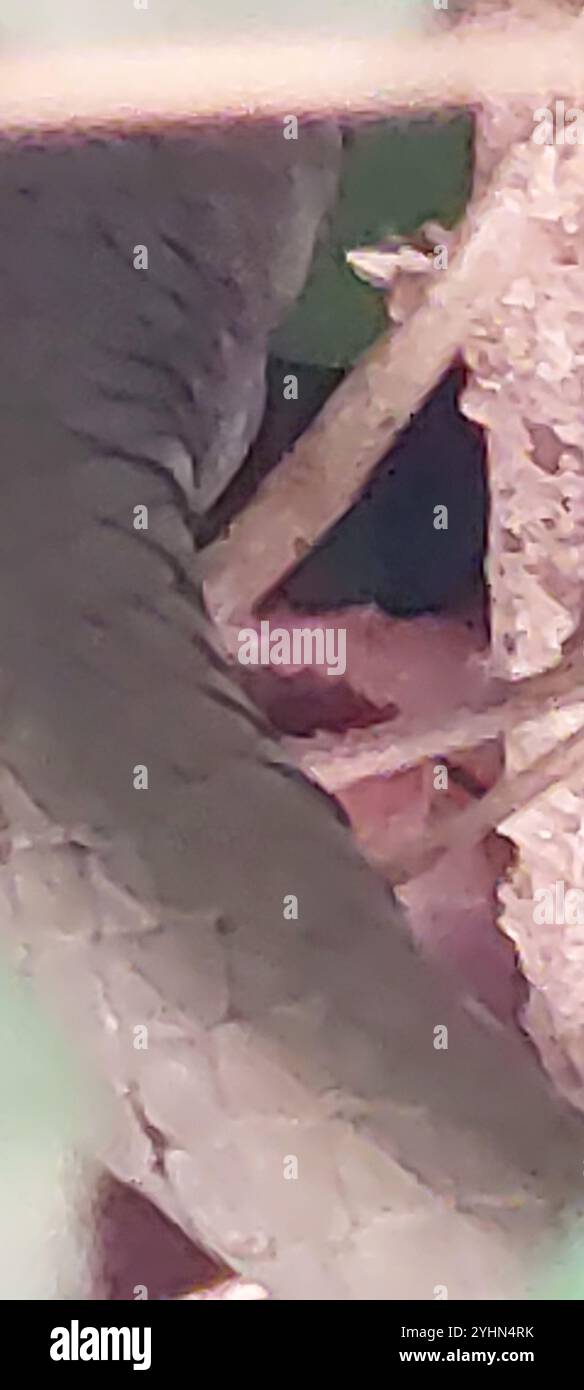 Colubrine Snakes (Colubrinae Stock Photo - Alamy