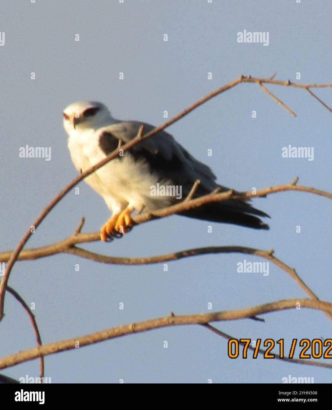 Black-winged Kite (Elanus caeruleus Stock Photo - Alamy