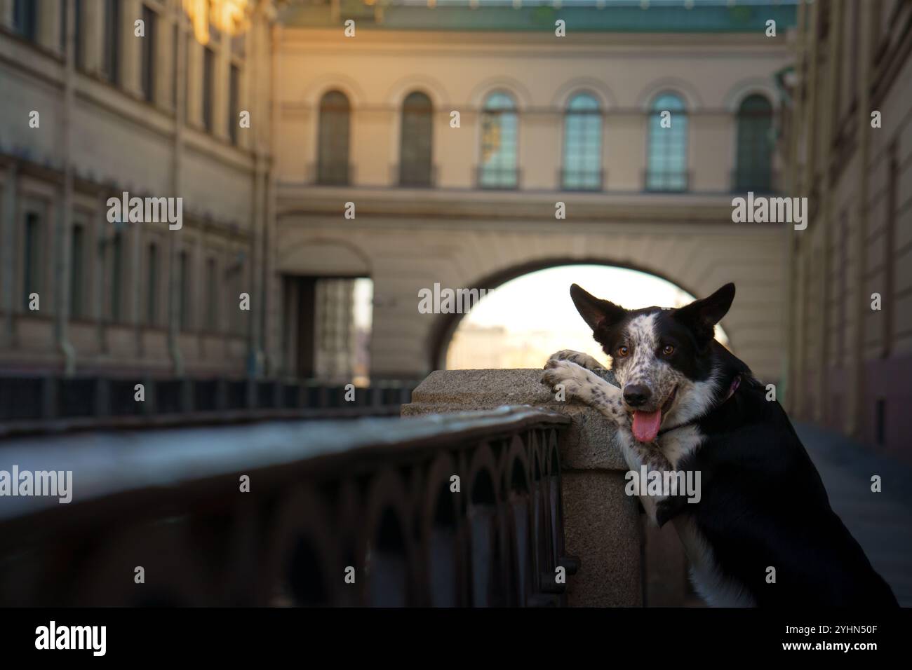border collie leans on a railing in a historic city, with buildings in ...