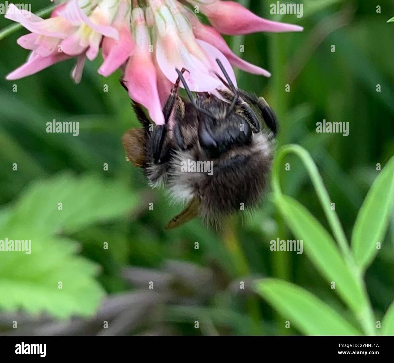 Common Carder Bumble Bee (Bombus pascuorum Stock Photo - Alamy