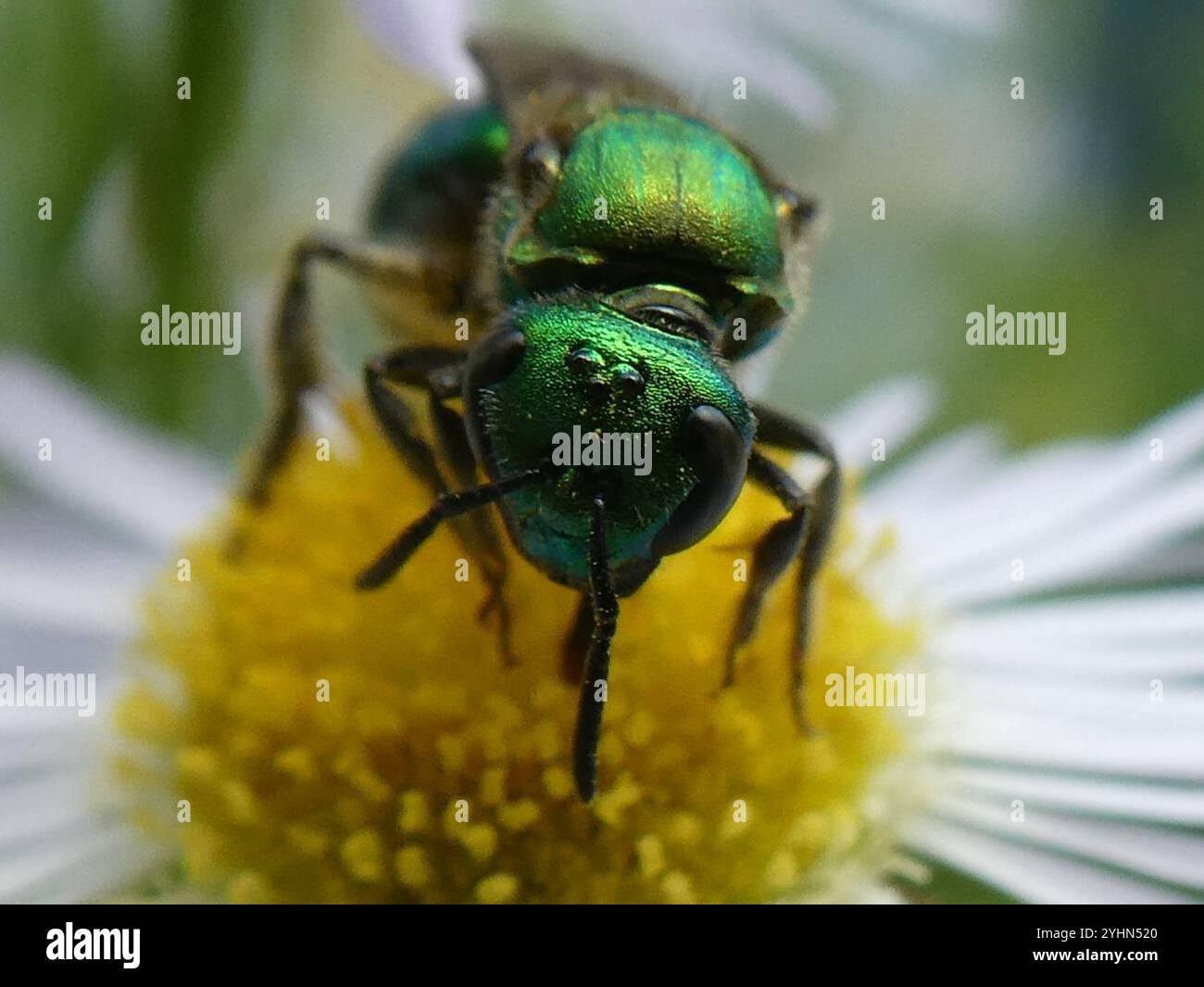 Augochlora sweat bee hi-res stock photography and images - Alamy