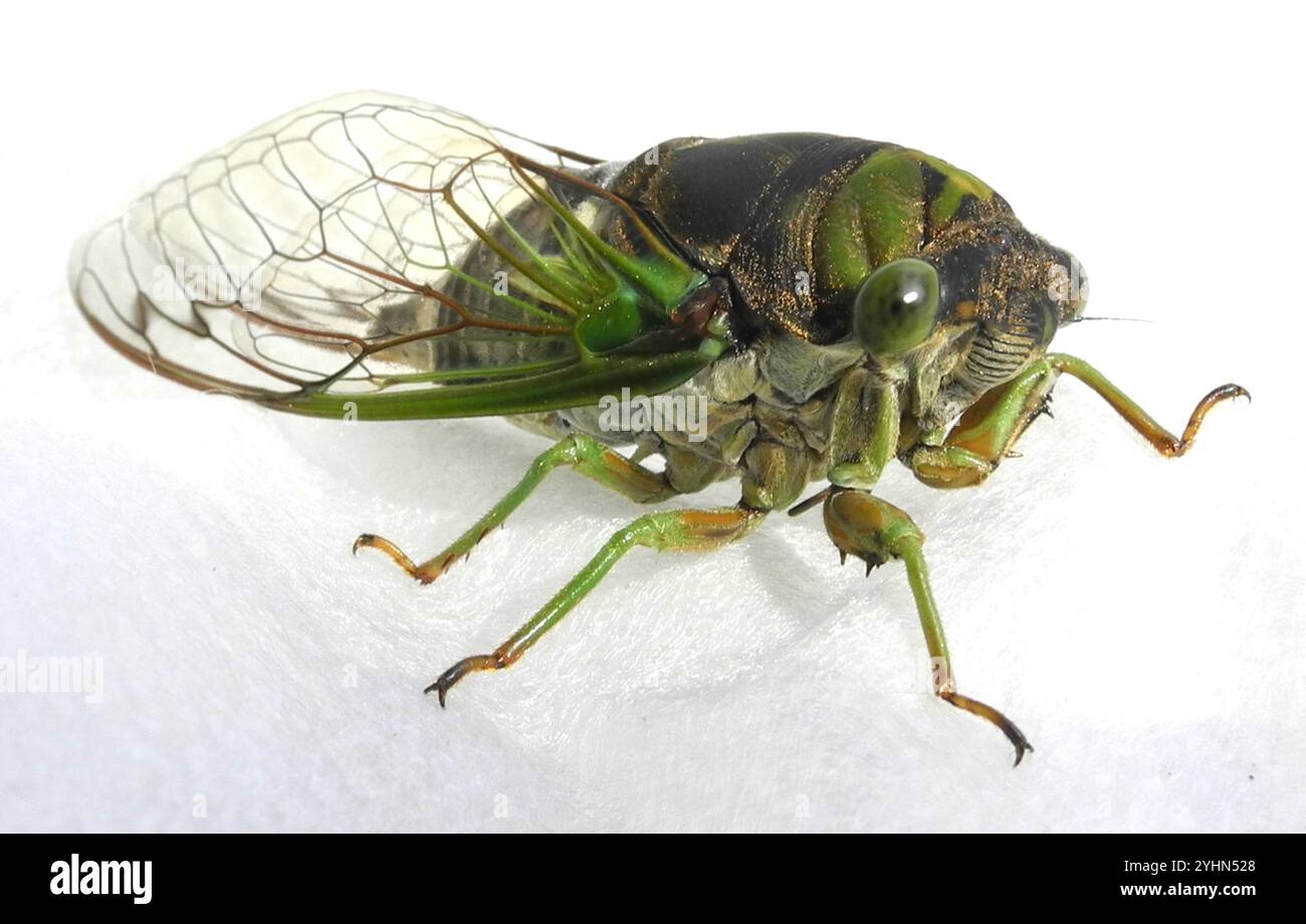 Common Swamp Cicada (Neotibicen tibicen tibicen Stock Photo - Alamy