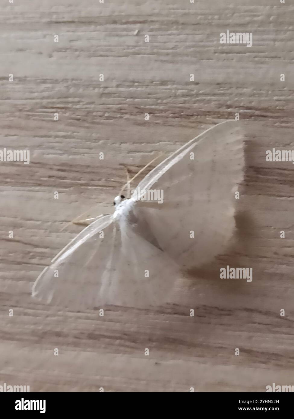 Common White Wave (Cabera pusaria Stock Photo - Alamy