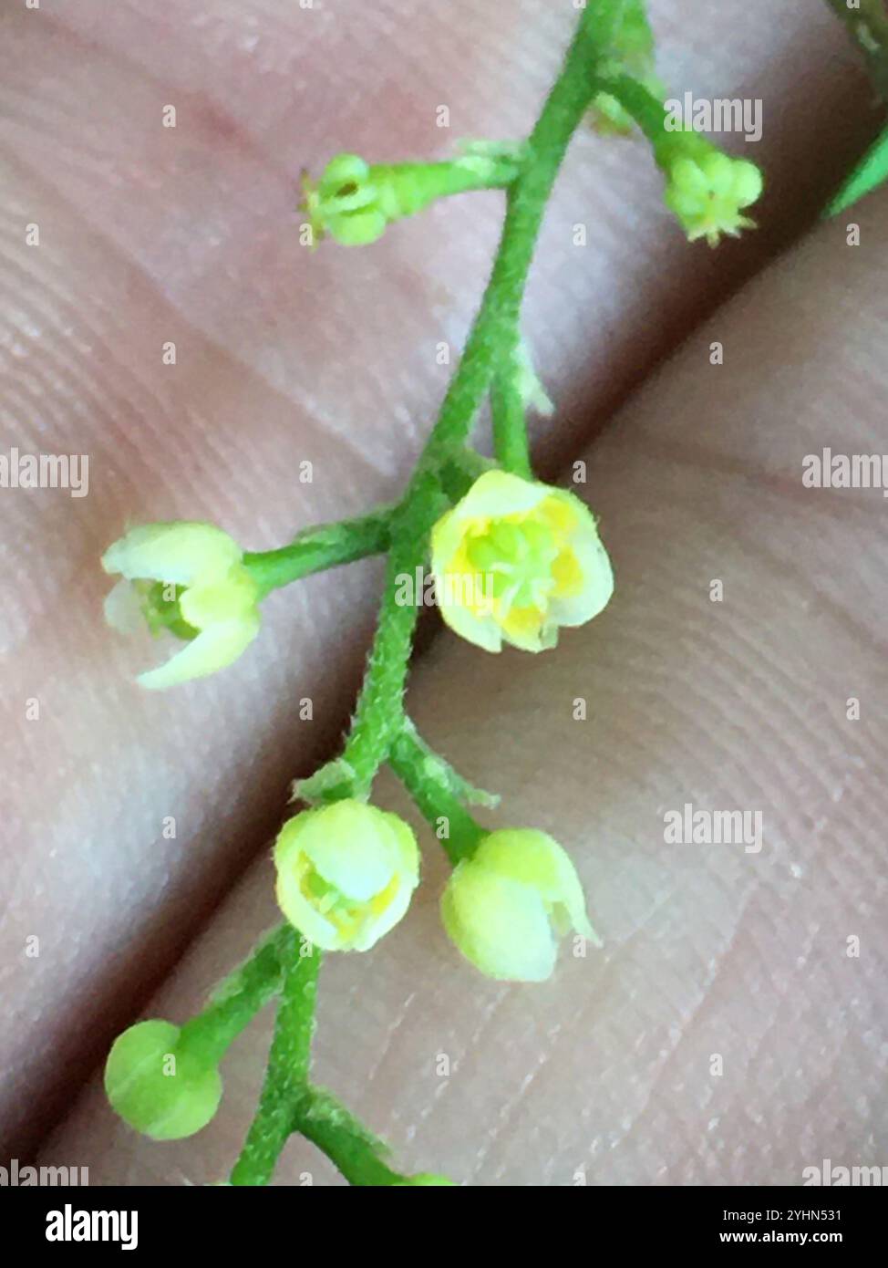 Carolina snailseed (Nephroia carolina Stock Photo - Alamy