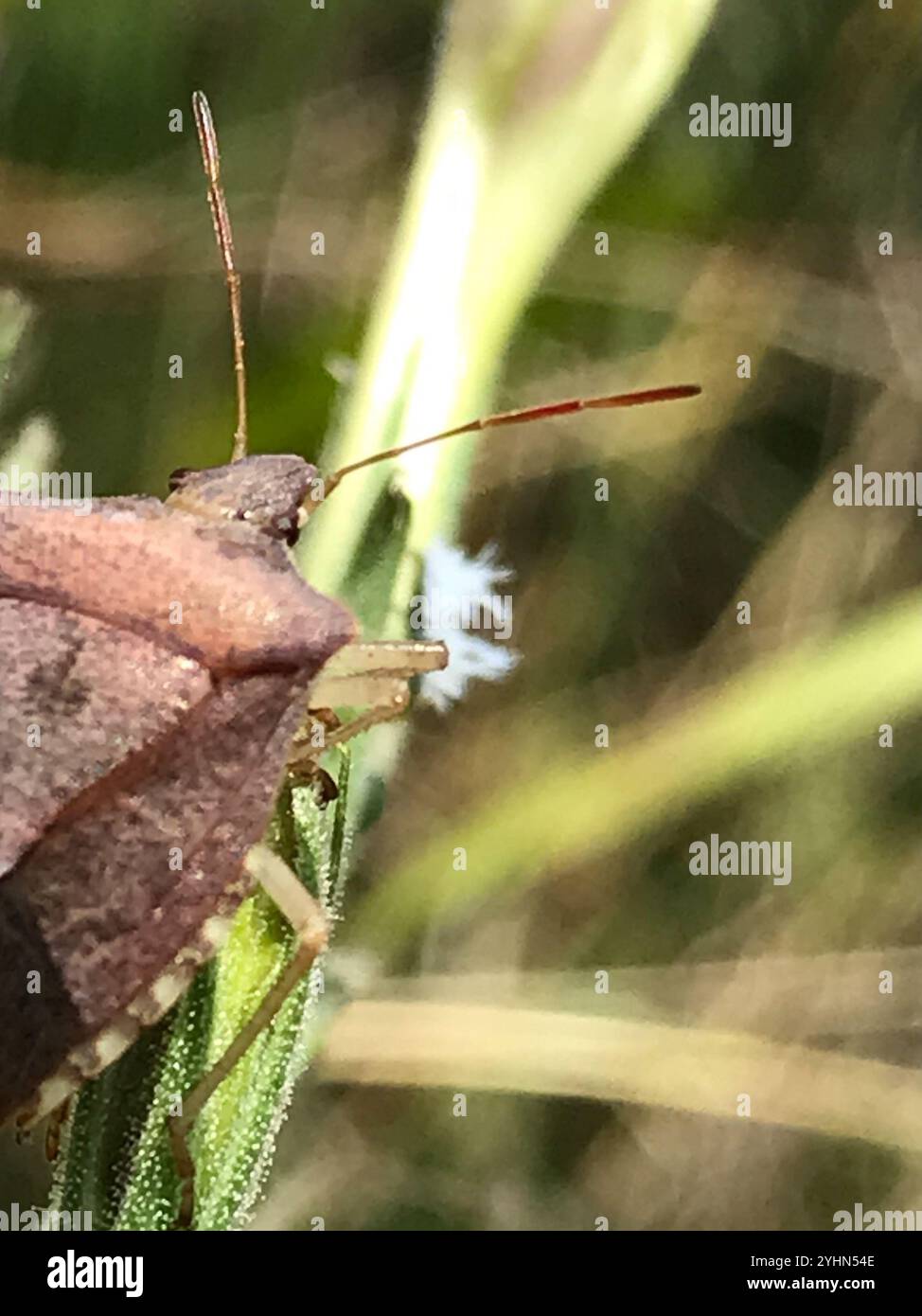 Mealybug Destroyer (Cryptolaemus montrouzieri Stock Photo - Alamy