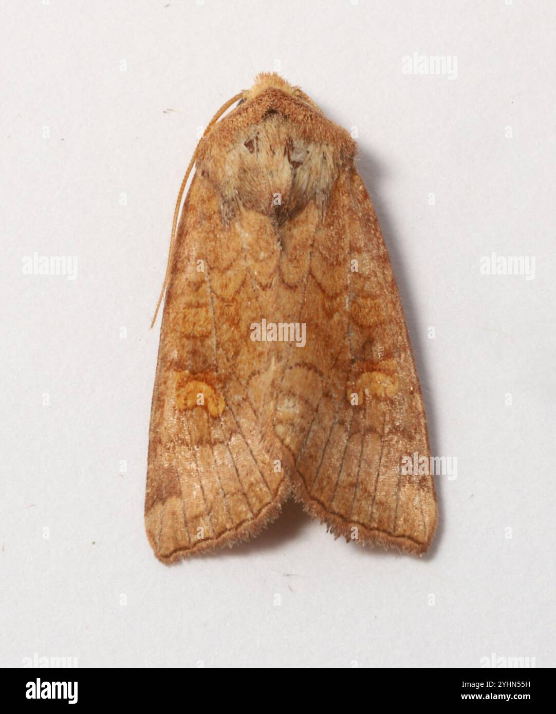 American Ear Moth (Amphipoea americana Stock Photo - Alamy