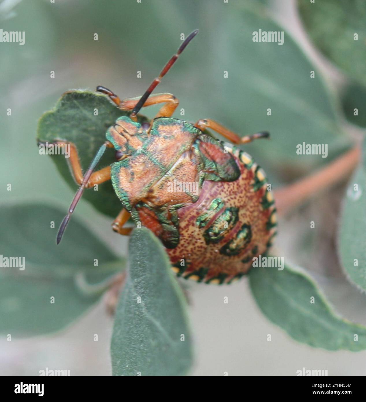 Stink Bugs (Pentatomidae Stock Photo - Alamy