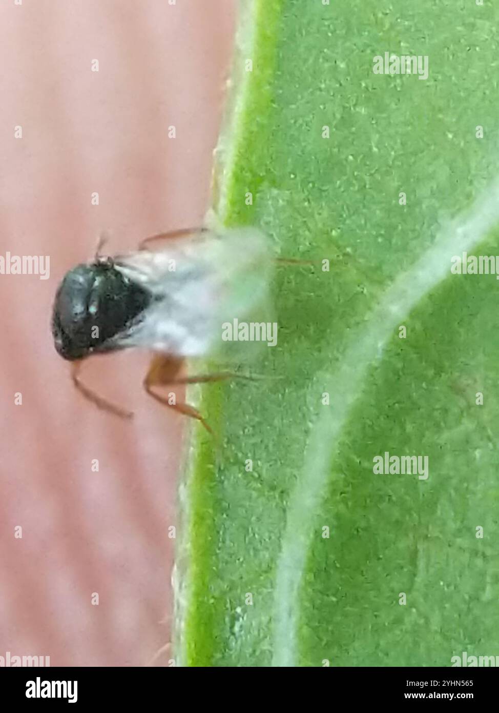 Scelionidae hi-res stock photography and images - Alamy