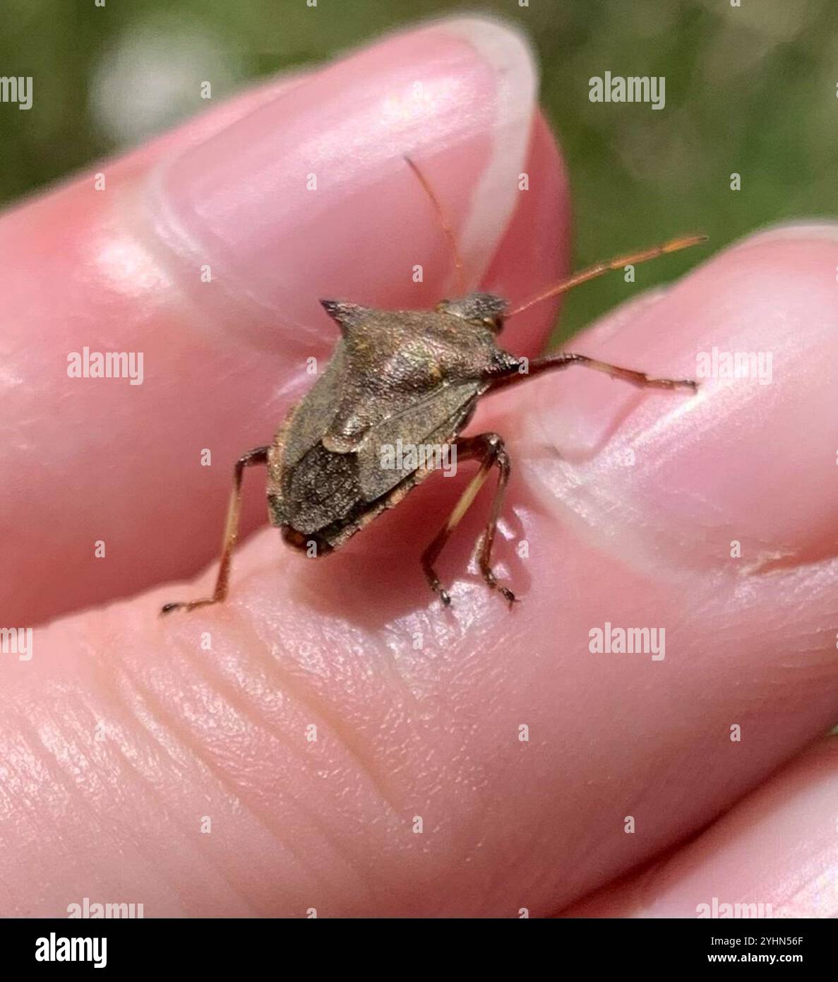Spiny Shield Bug (Picromerus bidens Stock Photo - Alamy