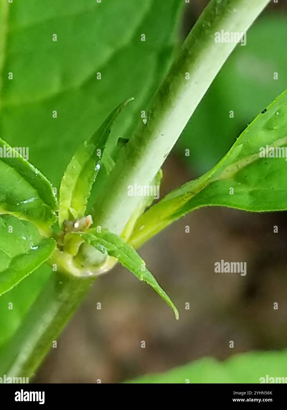 white turtlehead (Chelone glabra Stock Photo - Alamy