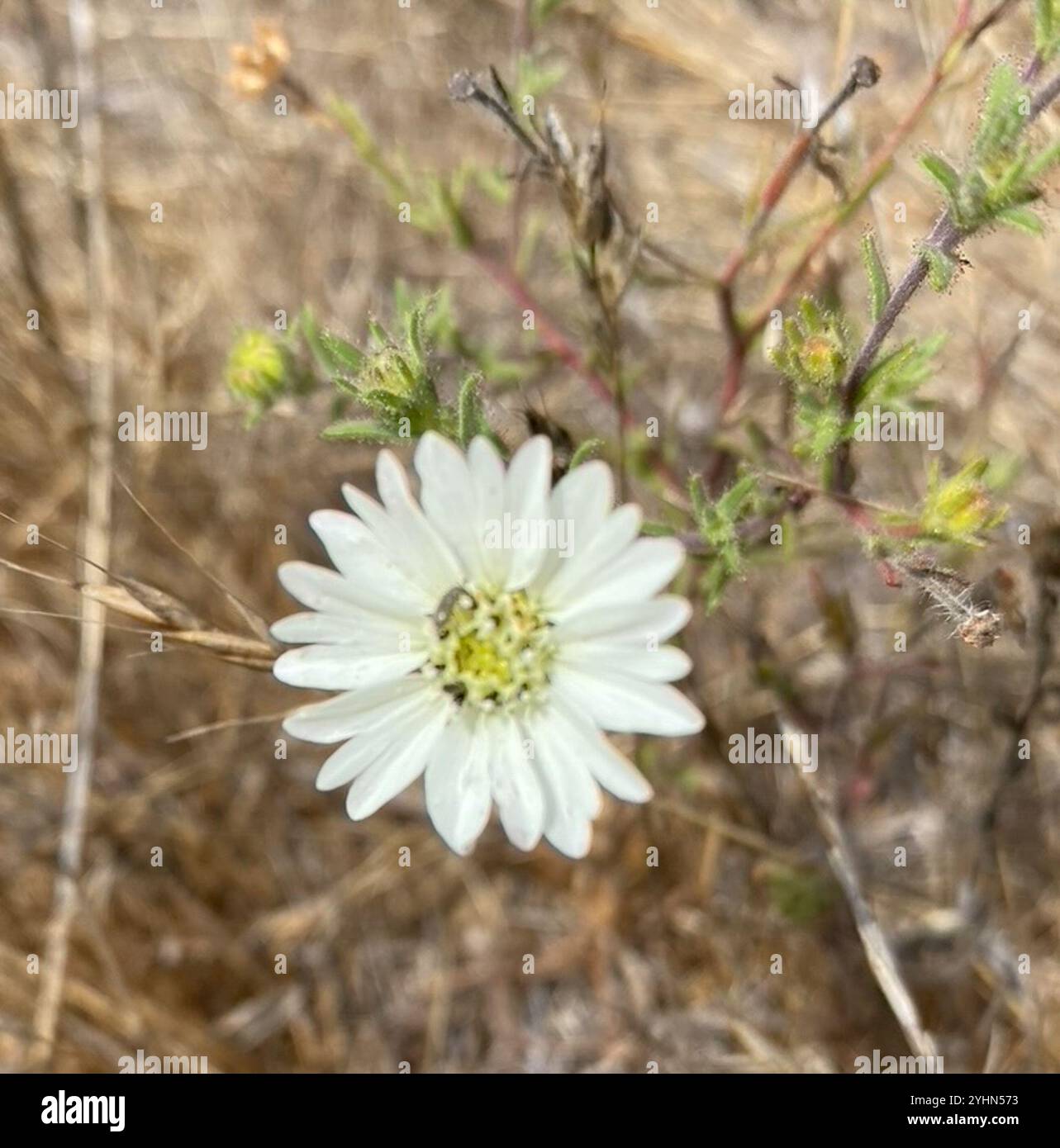 Hayfield Tarweed (Hemizonia congesta Stock Photo - Alamy