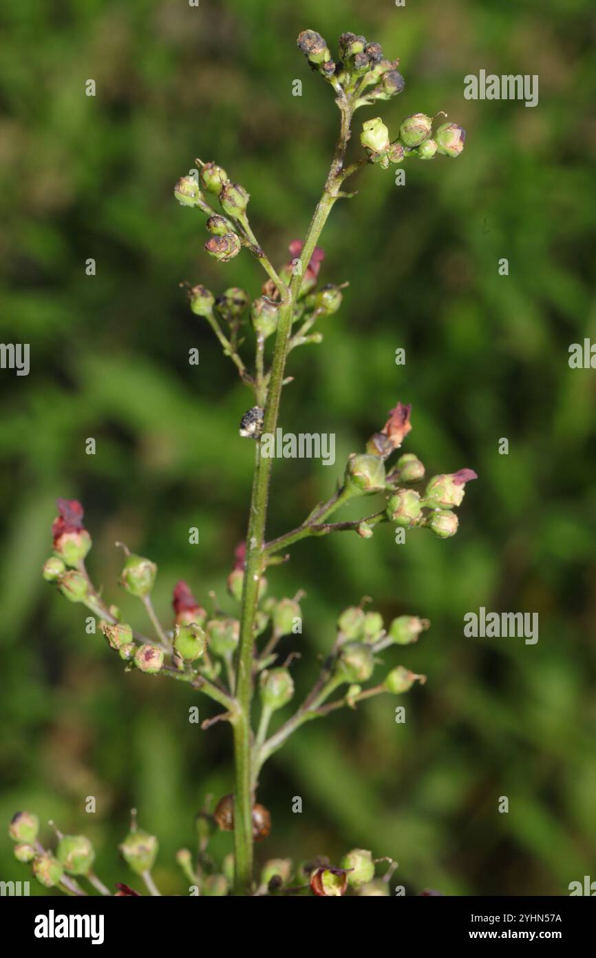 Water Figwort (Scrophularia auriculata Stock Photo - Alamy