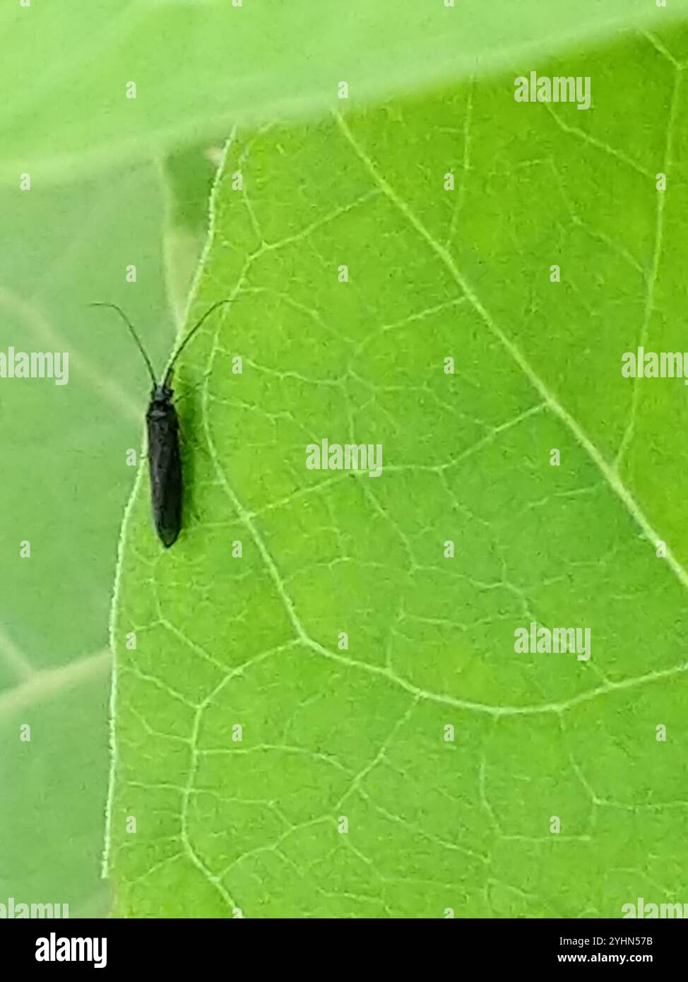 Little Black Caddisflies (Chimarra Stock Photo - Alamy