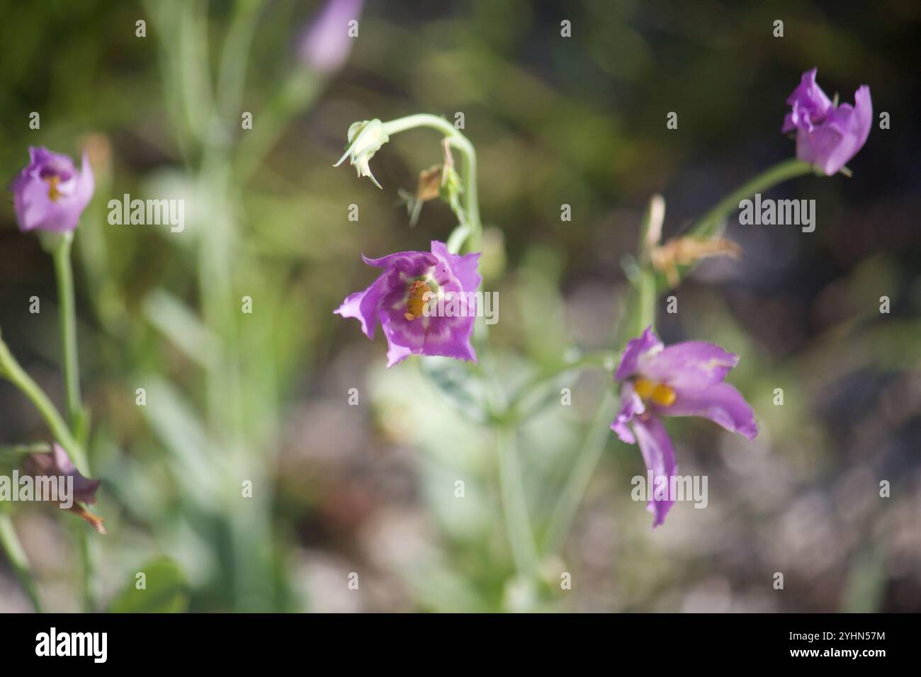 catchfly prairie gentian (Eustoma exaltatum Stock Photo - Alamy
