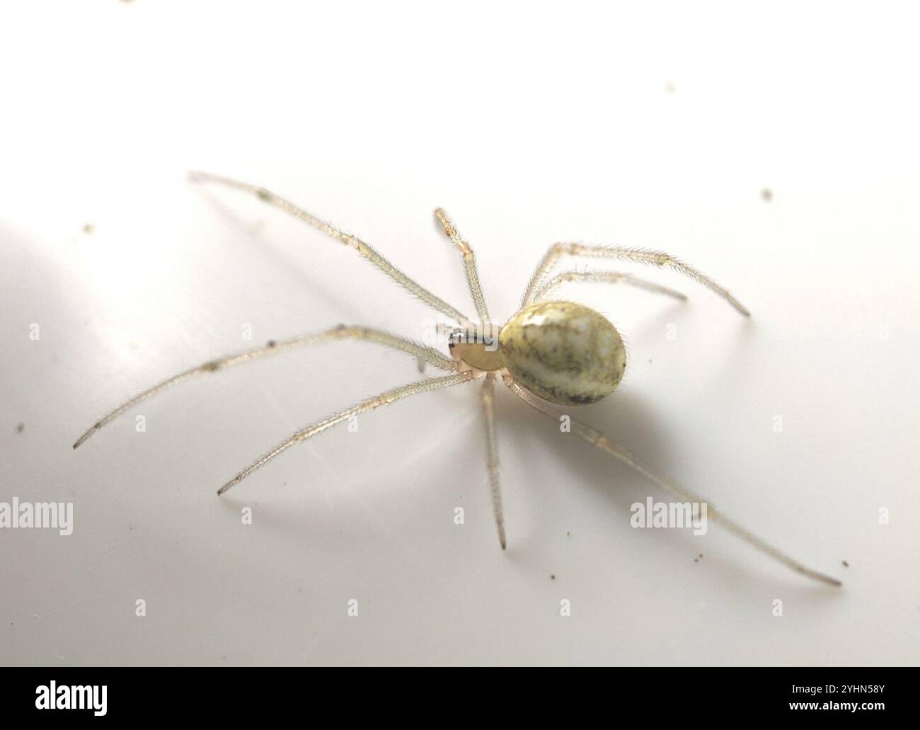 Candy-striped Spider complex (Enoplognatha ovata Stock Photo - Alamy