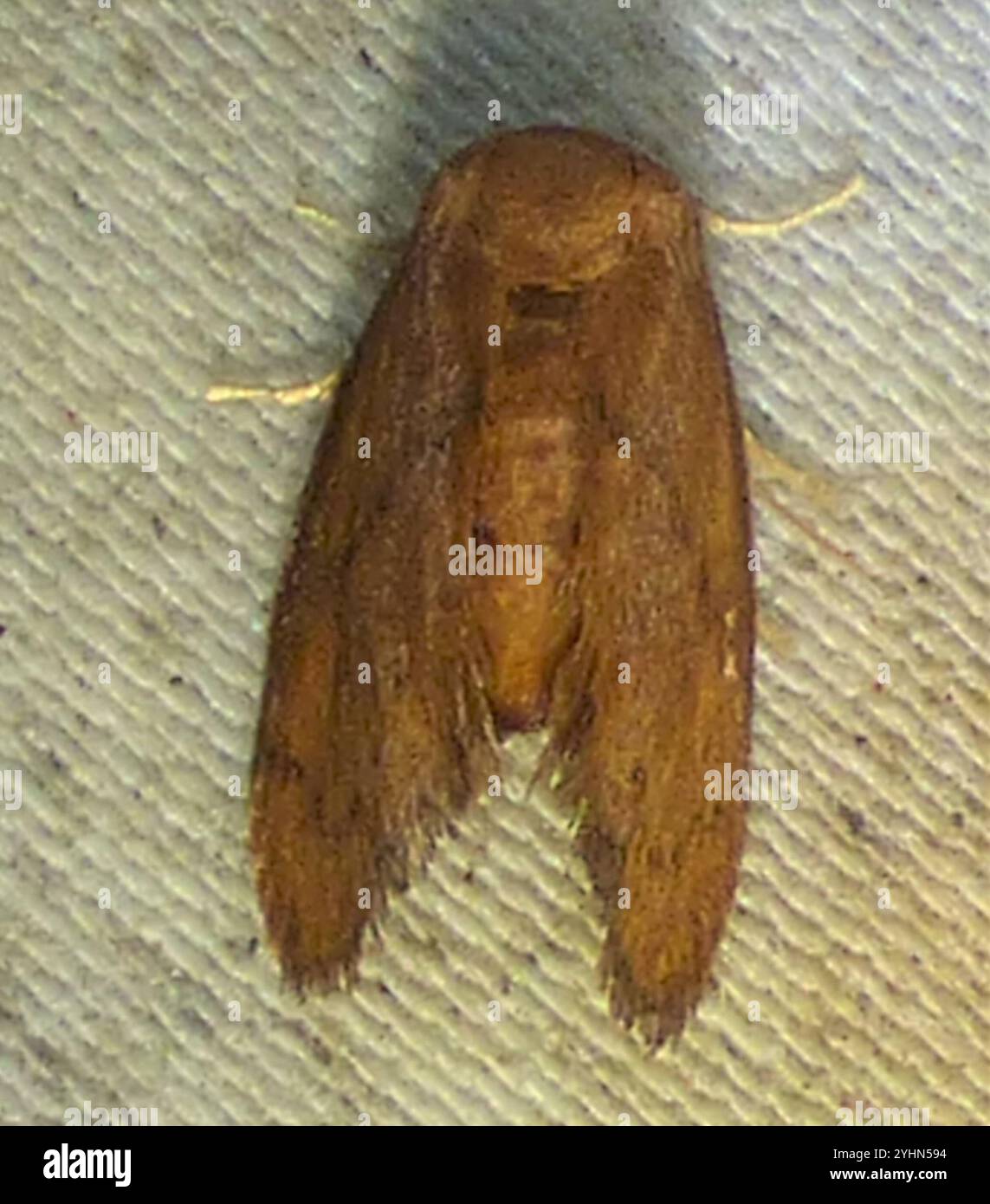 Red-eyed Button Slug Moth (Heterogenea shurtleffi Stock Photo - Alamy