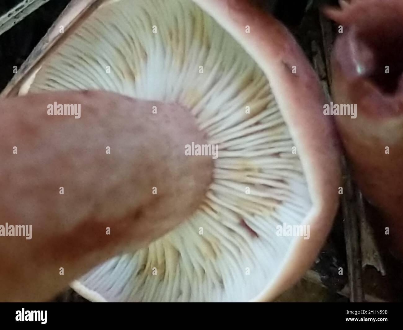 Rufous Milkcap (Lactarius rufus Stock Photo - Alamy