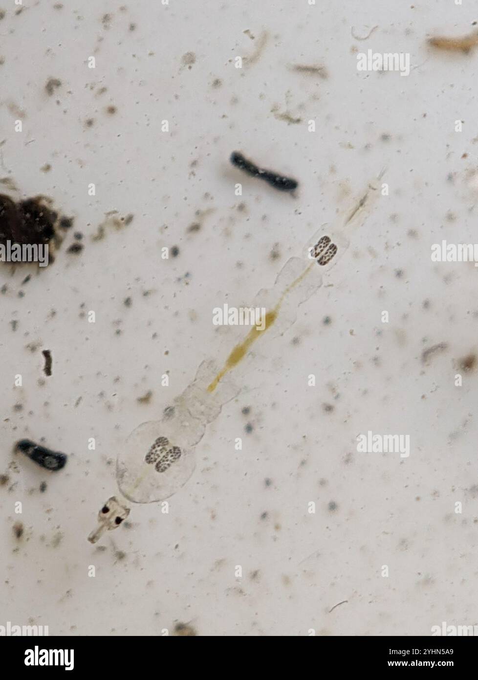 Phantom Midges (Chaoboridae Stock Photo - Alamy