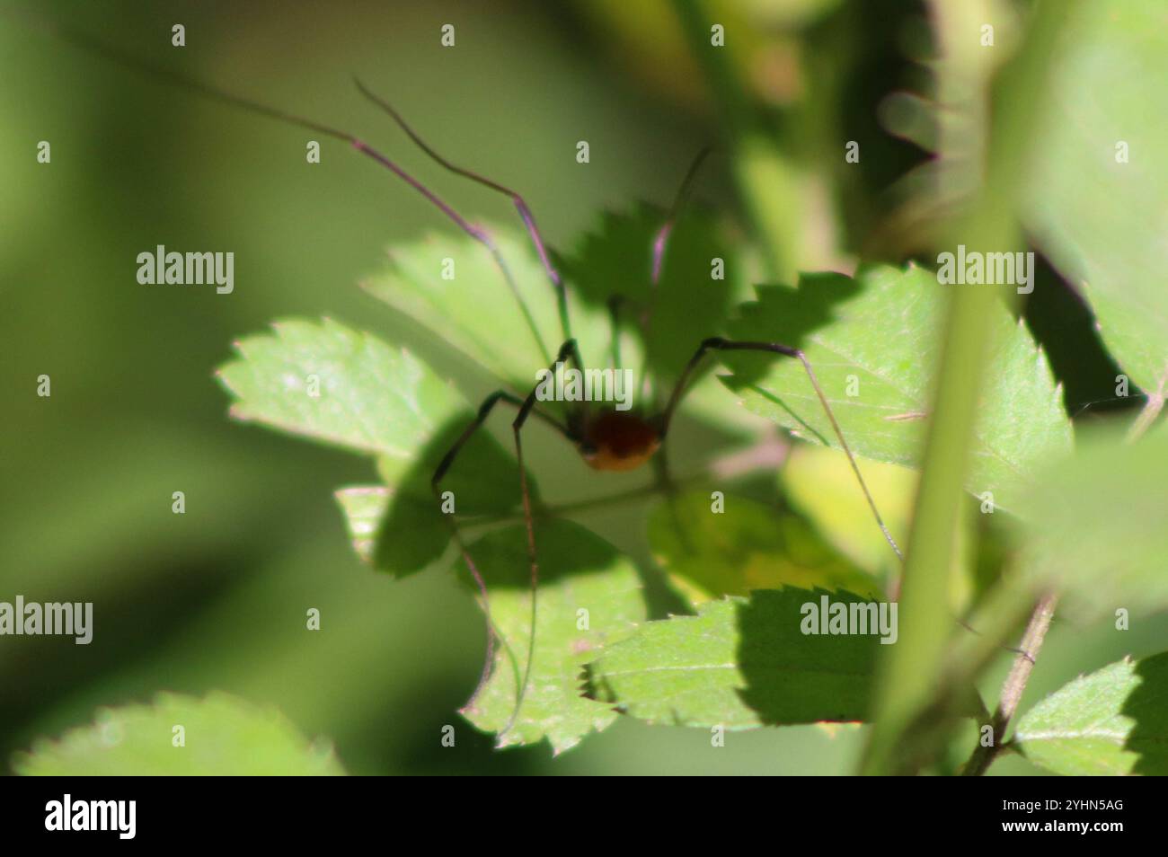 Eastern Harvestman (Leiobunum vittatum Stock Photo - Alamy