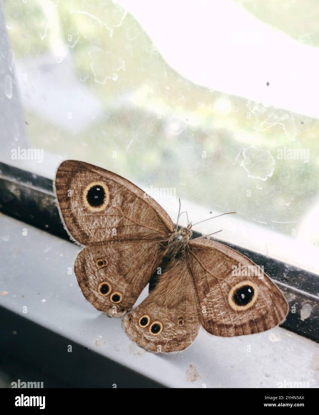 Common Four-ring (Ypthima huebneri Stock Photo - Alamy