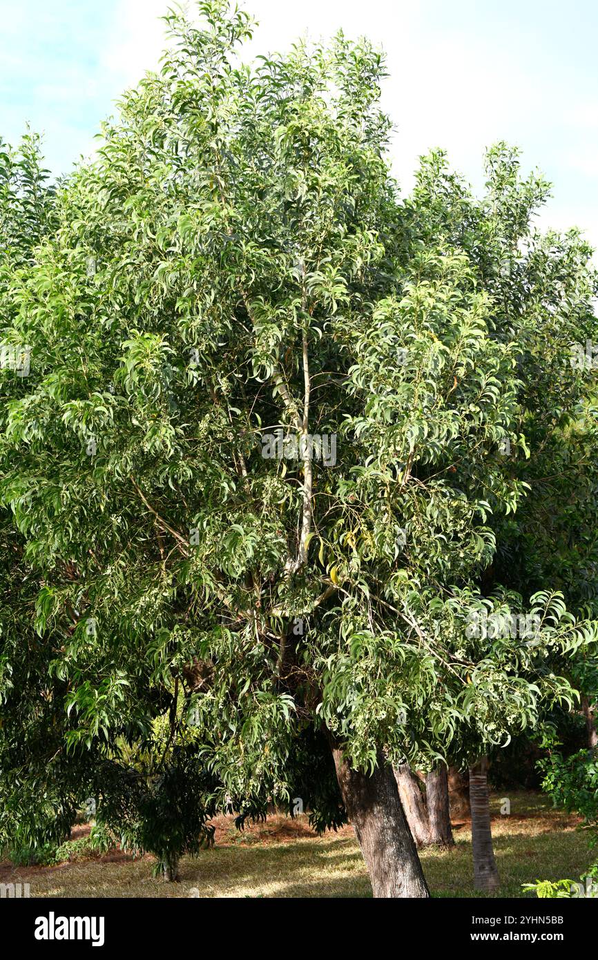 Acacia mangium hi-res stock photography and images - Alamy