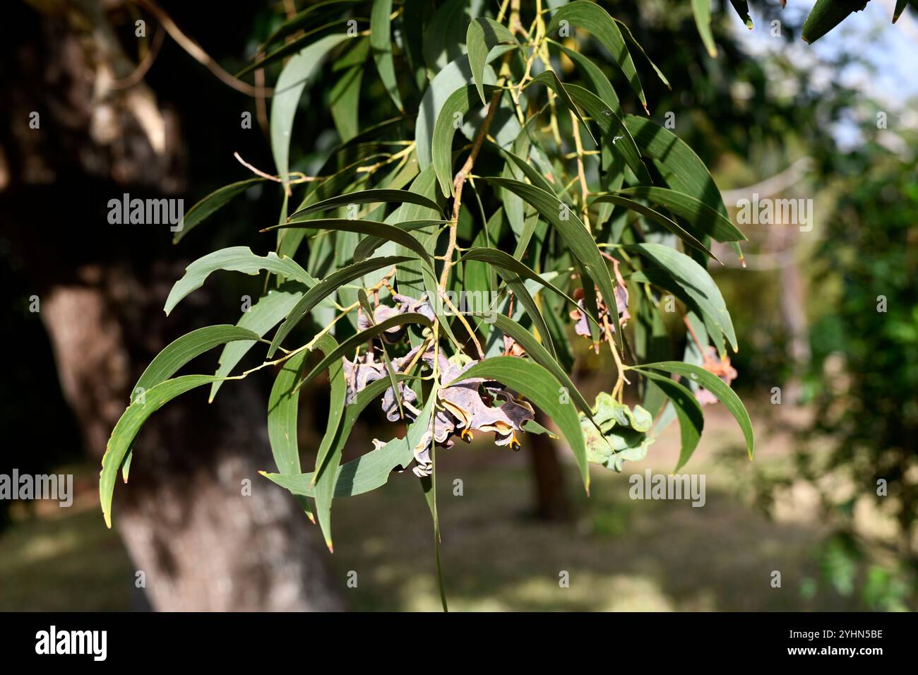 Black wattle (Acacia mangium) is an evergreen tree native to Australia ...