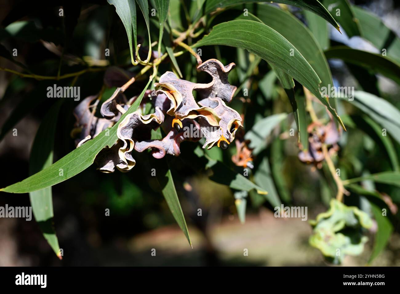 Acacia hickory hi-res stock photography and images - Alamy