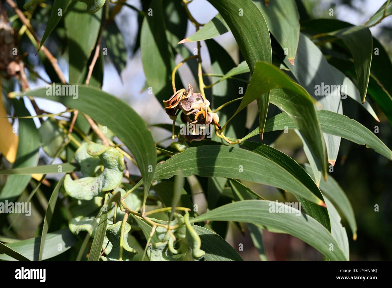 Black wattle (Acacia mangium) is an evergreen tree native to Australia ...
